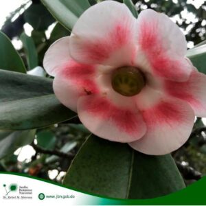 Especies endémicas I – Eco-Hispaniola