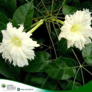 Especies nativas I – Eco-Hispaniola