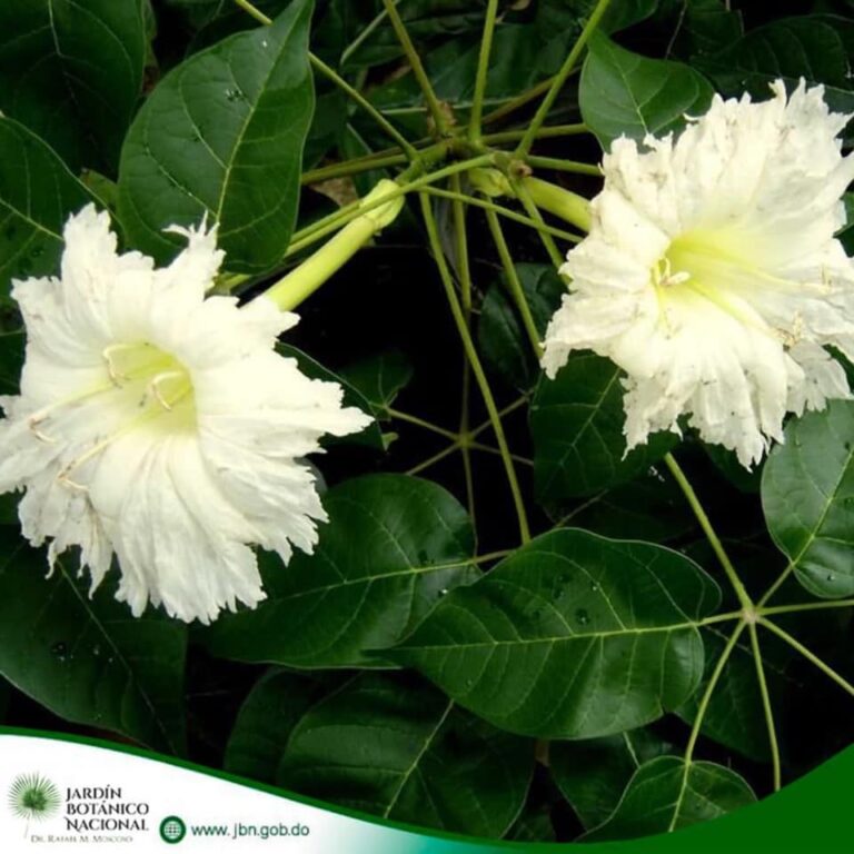 Especies nativas I – Eco-Hispaniola