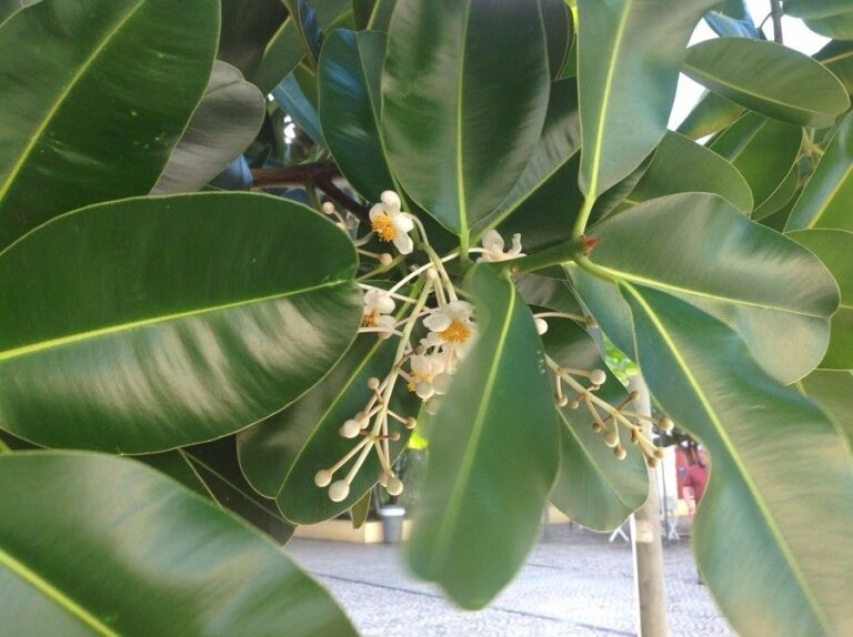 Especies nativas I – Eco-Hispaniola