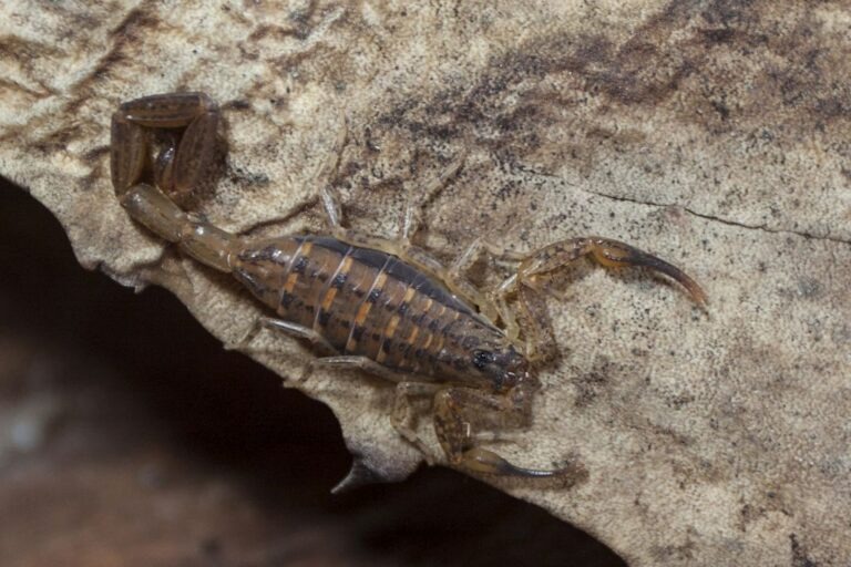 Centruroides marcanoi – Eco-Hispaniola